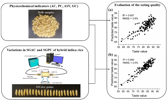 NIR spectroscopy reveals factors relating to hybrid rice eating quality | Spectroscopy Europe/World